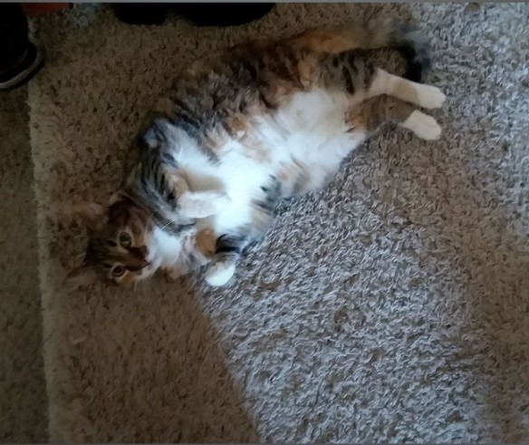 "Callie (Cat)" - Pet Loss at Home